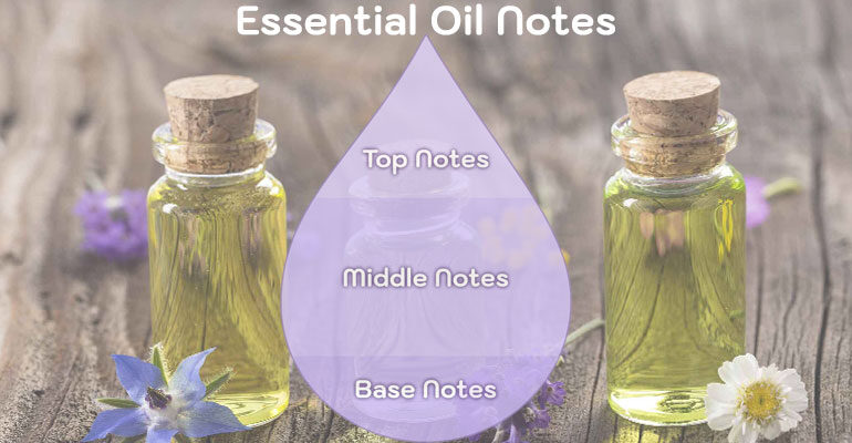 กลิ่น Top Notes คืออะไร? และวิธีใช้กลิ่น Notes เพื่อการบำบัด - ซู๊ด ...